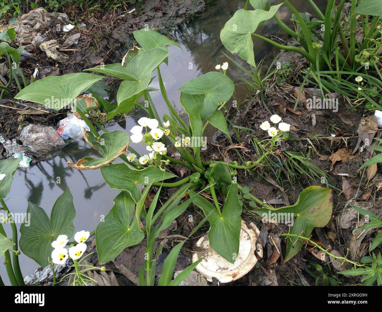 Aztec arrowhead (Sagittaria montevidensis) Plantae Stock Photo - Alamy