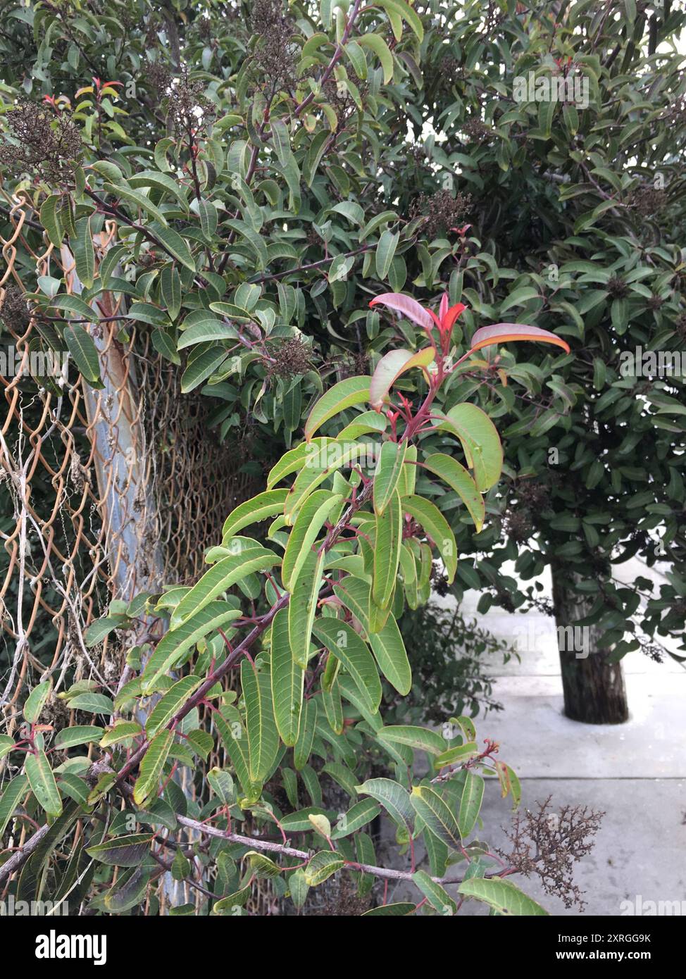 laurel sumac (Malosma laurina) Plantae Stock Photo - Alamy