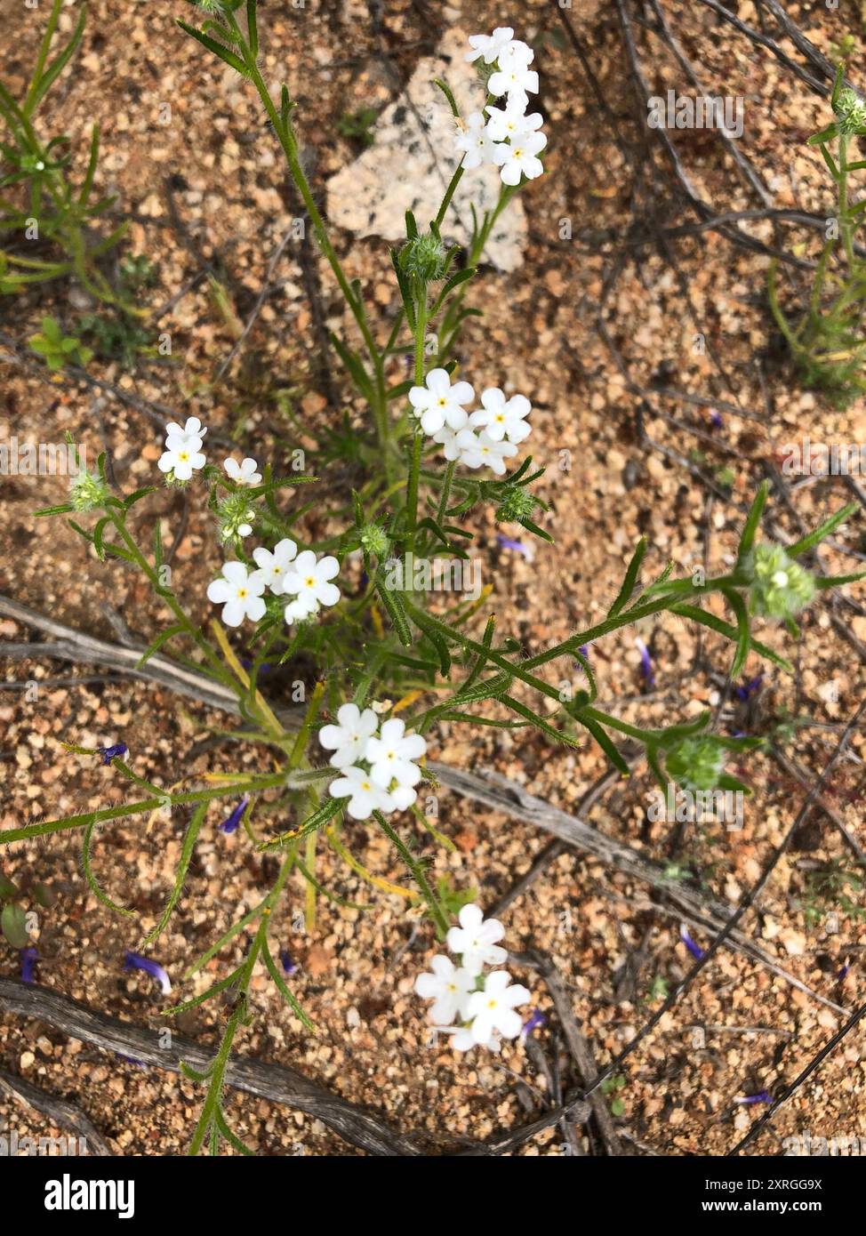 Clearwater cryptantha (Cryptantha intermedia) Plantae Stock Photo - Alamy