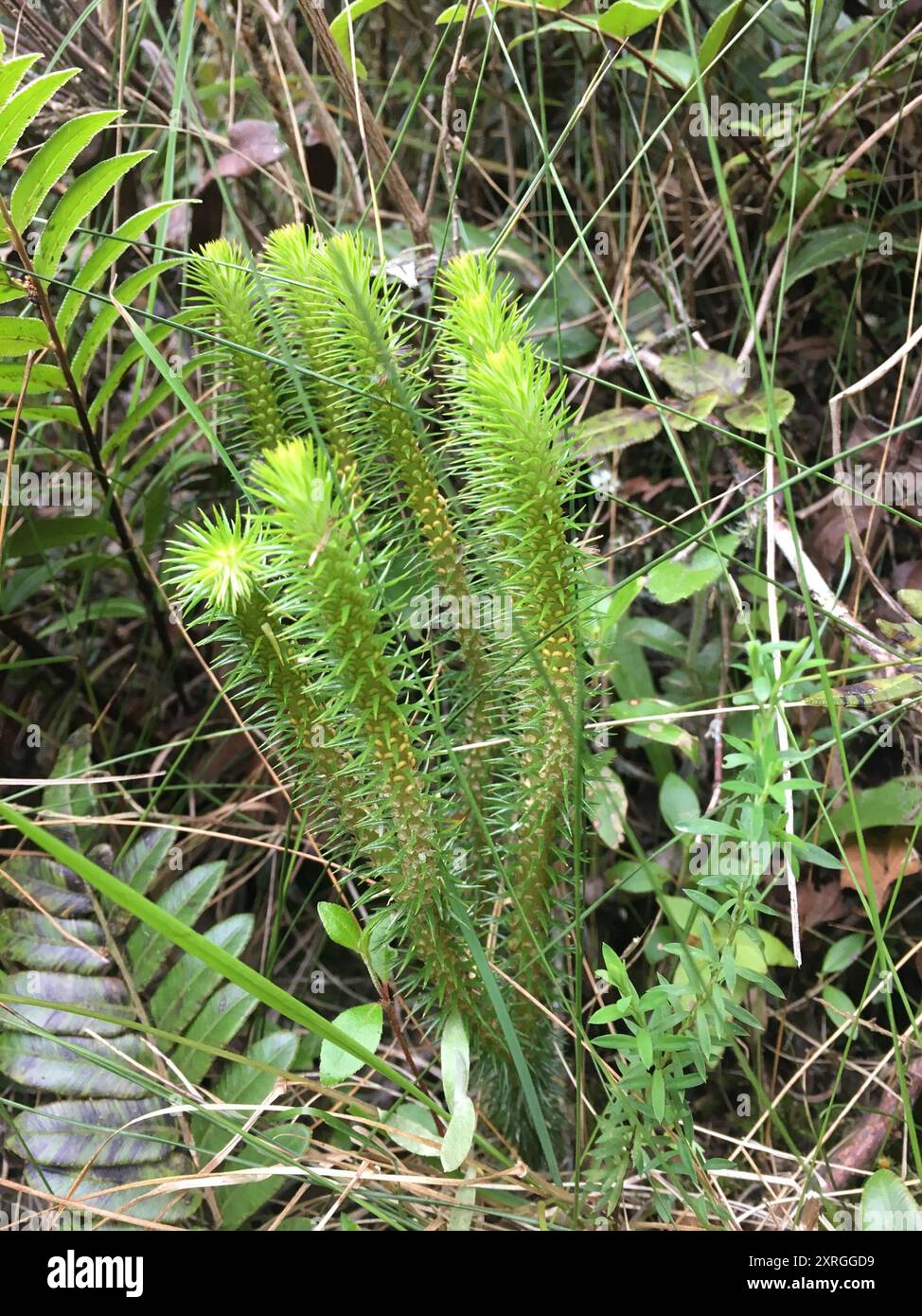 tropical firmosses (Phlegmariurus) Plantae Stock Photo - Alamy