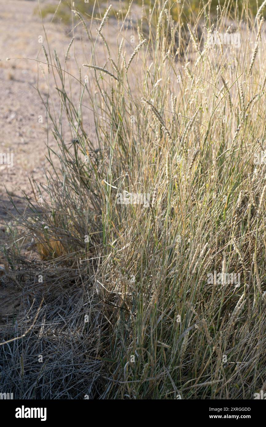 Big Galleta (Hilaria rigida) Plantae Stock Photo - Alamy