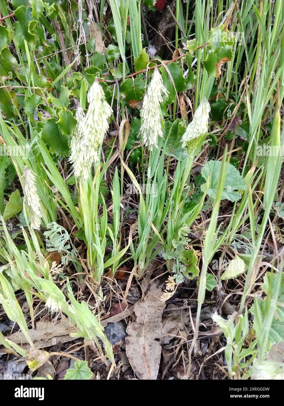 goldentop grass (Lamarckia aurea) Plantae Stock Photo - Alamy