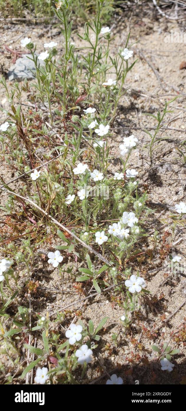 Rusty Popcornflower (Plagiobothrys nothofulvus) Plantae Stock Photo - Alamy
