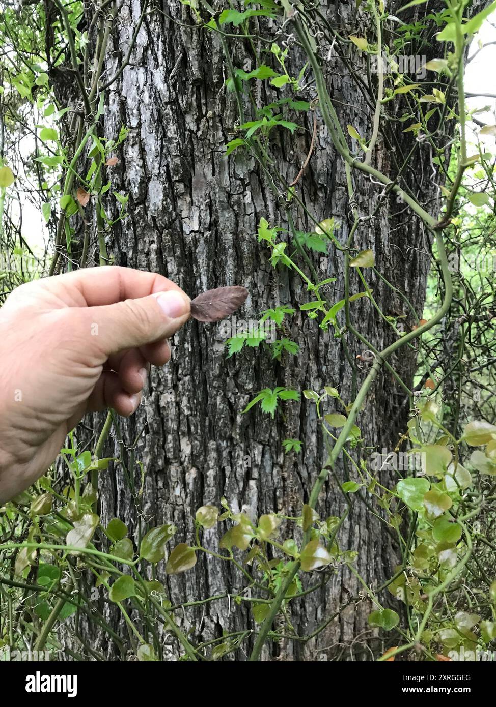 Cedar Elm (Ulmus crassifolia) Plantae Stock Photo - Alamy