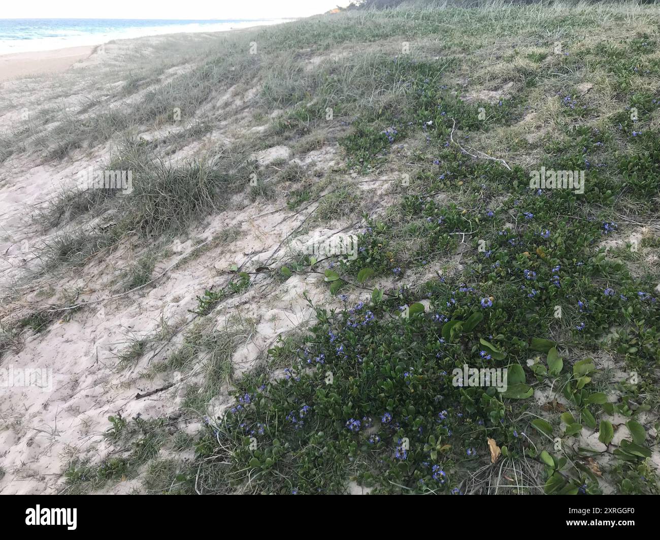 dune fan-flower (Scaevola calendulacea) Plantae Stock Photo - Alamy