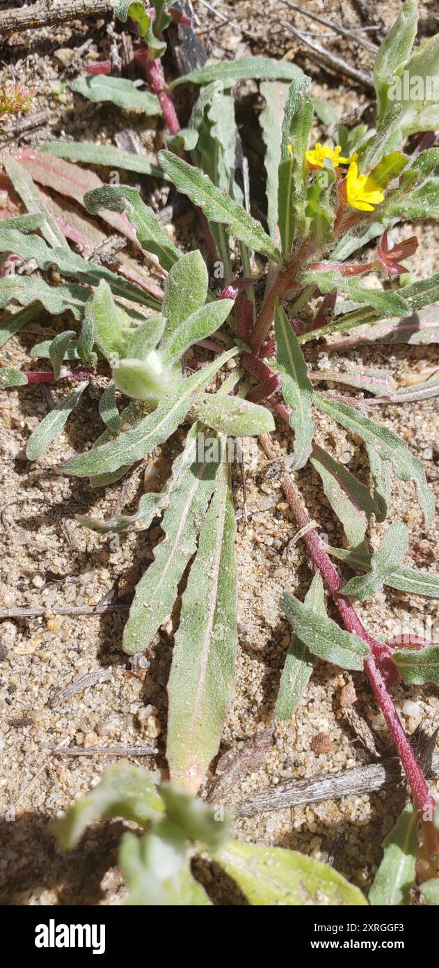 California sun cup (Camissoniopsis bistorta) Plantae Stock Photo - Alamy