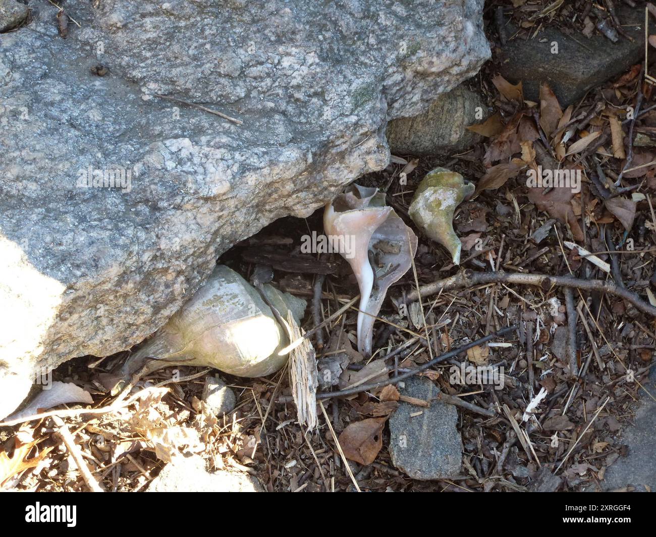 Channeled Whelk (Busycotypus canaliculatus) Mollusca Stock Photo - Alamy
