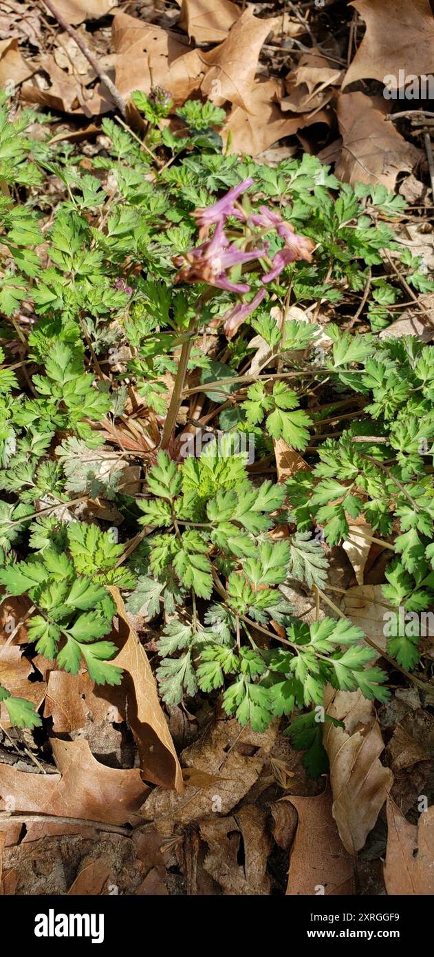 Common Fumitory (Fumaria officinalis) Plantae Stock Photo - Alamy