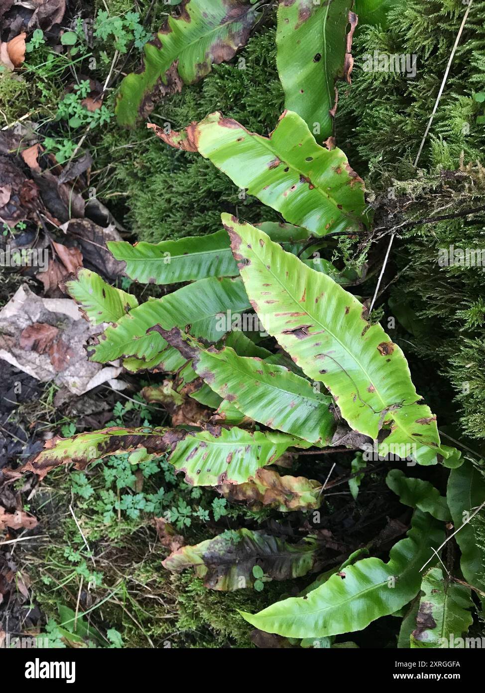 Hart's-tongue fern (Asplenium scolopendrium) Plantae Stock Photo - Alamy