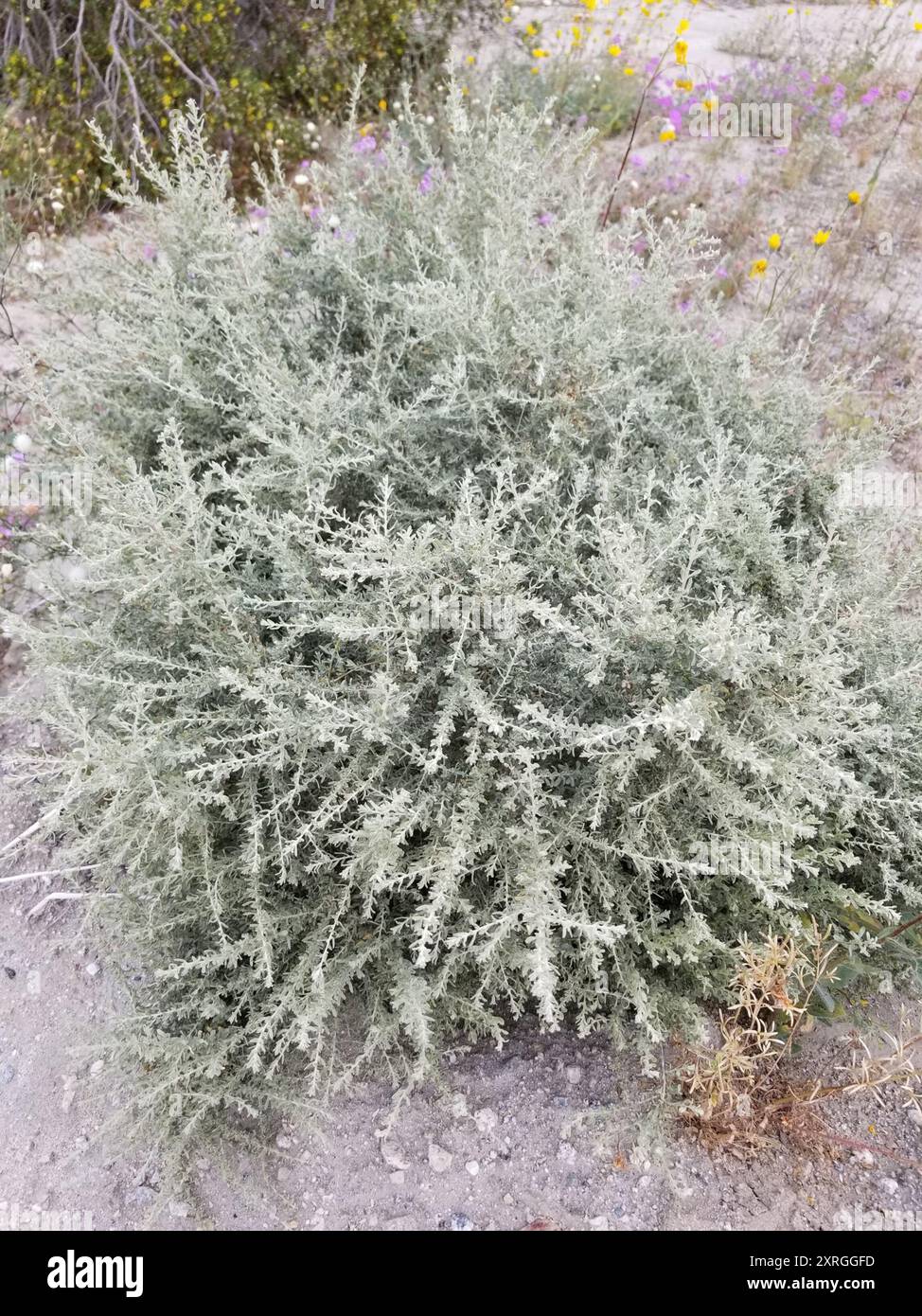 Cattle Saltbush (Atriplex polycarpa) Plantae Stock Photo - Alamy