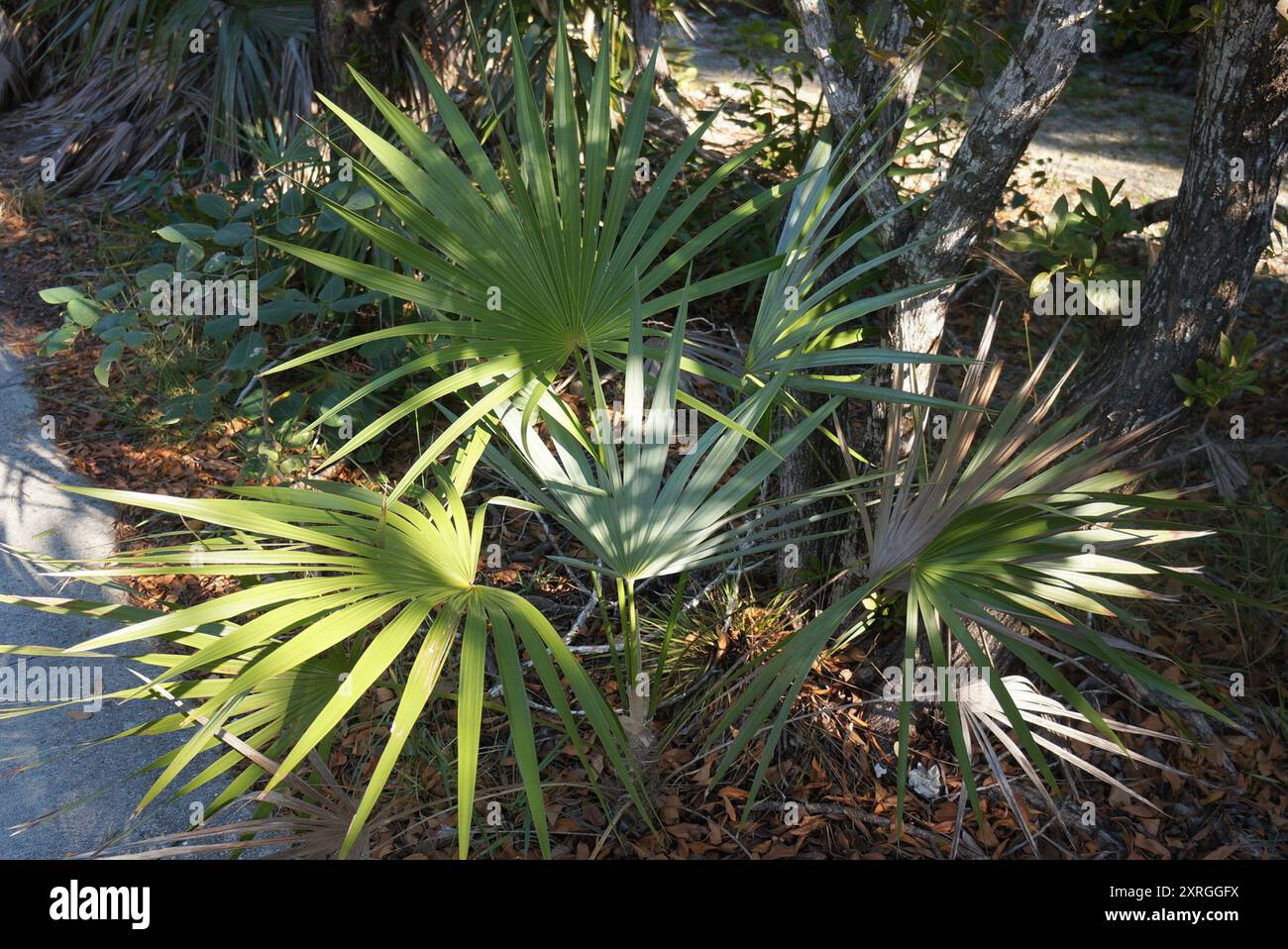 Key Thatch Palm (Leucothrinax morrisii) Plantae Stock Photo - Alamy