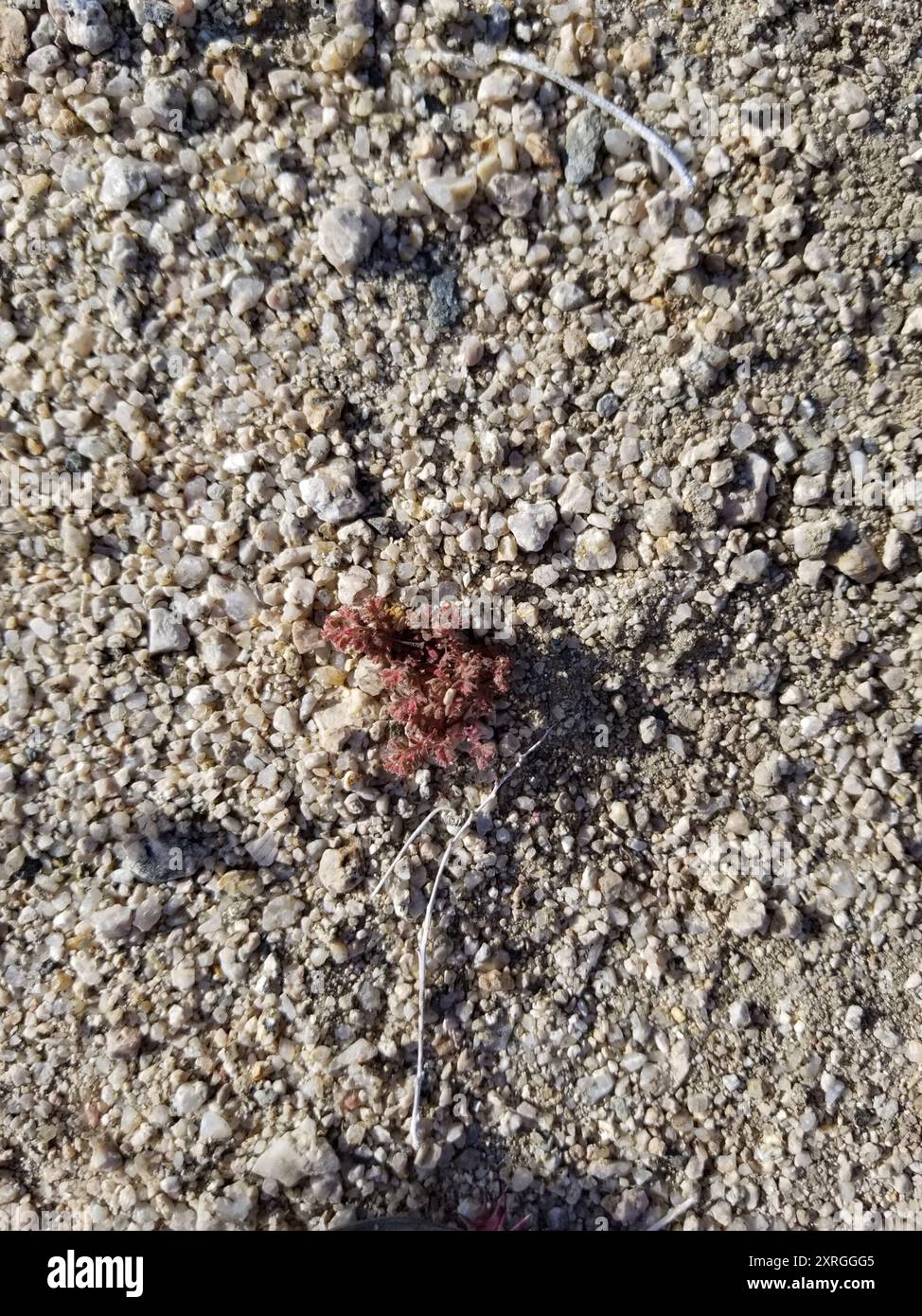 Yuma Sandmat (Euphorbia setiloba) Plantae Stock Photo - Alamy