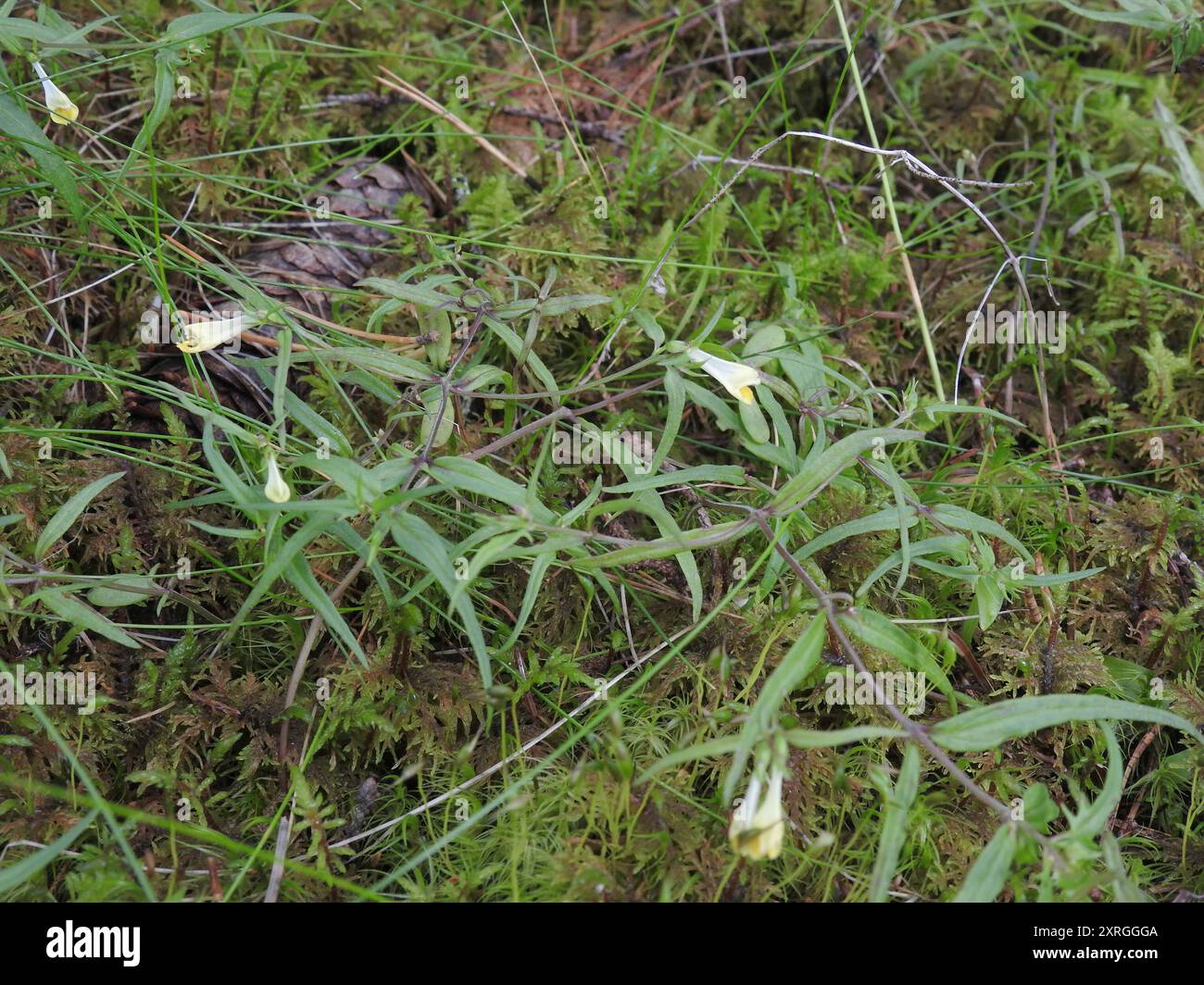 Common Cow-wheat (Melampyrum pratense) Plantae Stock Photo - Alamy