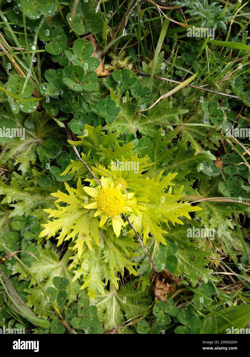 Footsteps of spring (Sanicula arctopoides) Plantae Stock Photo - Alamy