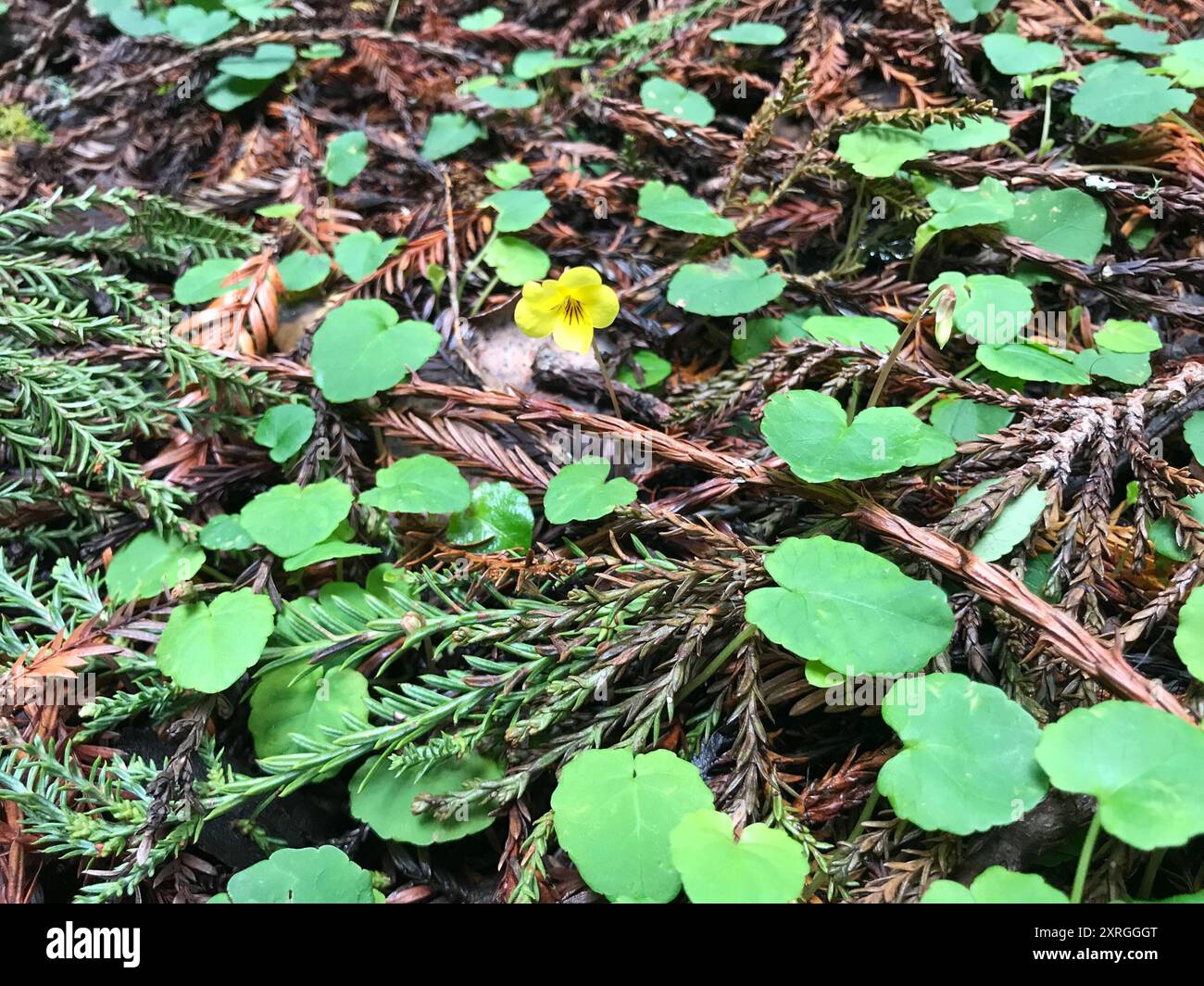 Redwood Violet (Viola sempervirens) Plantae Stock Photo - Alamy