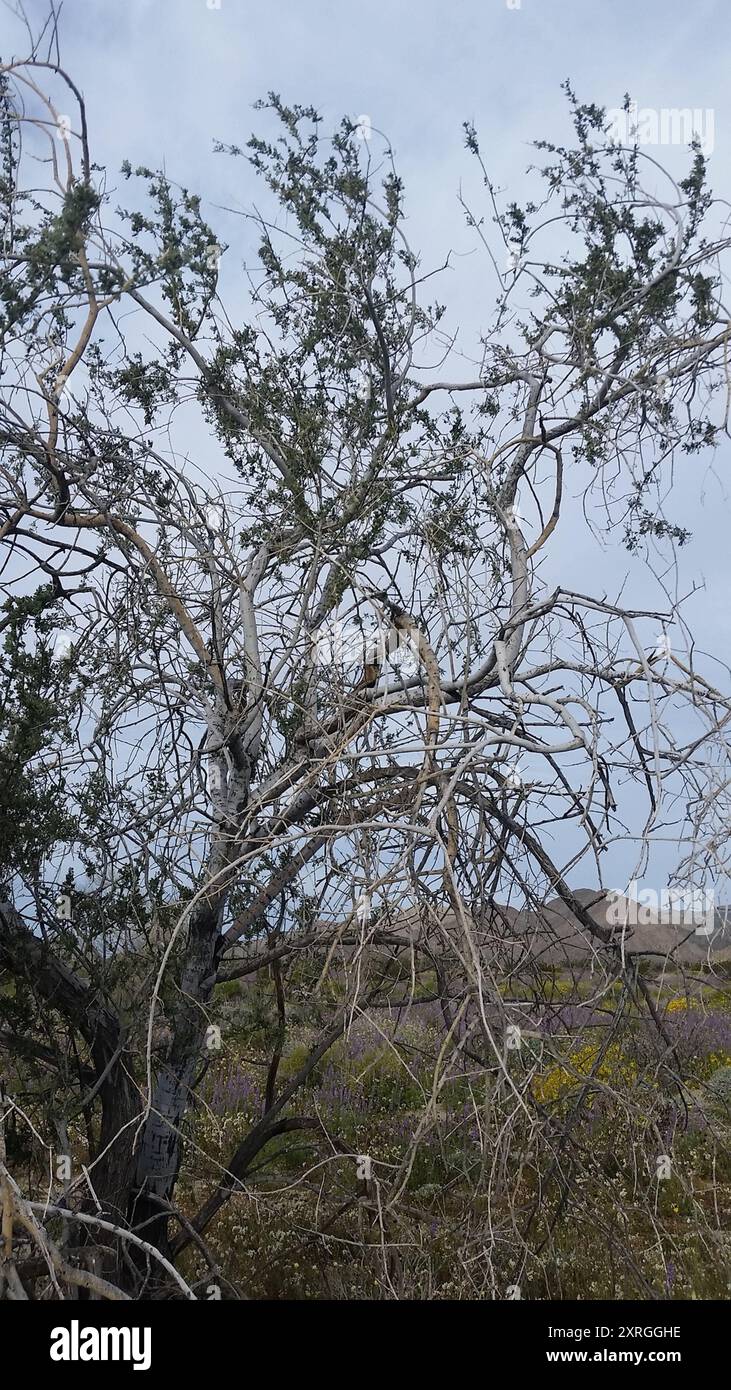 desert ironwood (Olneya tesota) Plantae Stock Photo - Alamy