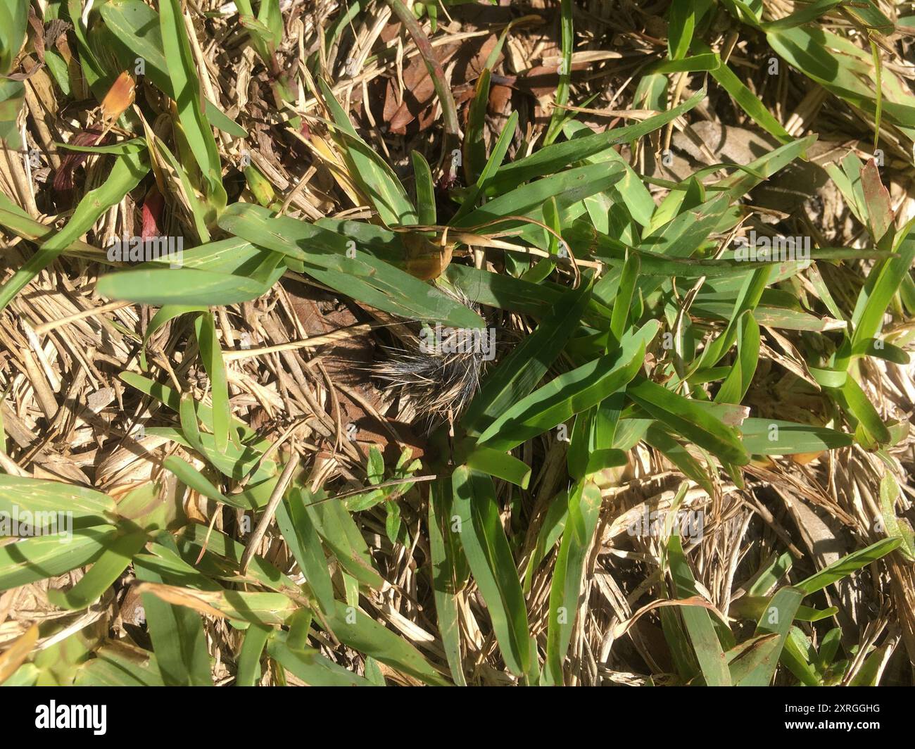 Carnivorans (Carnivora) Mammalia Stock Photo - Alamy