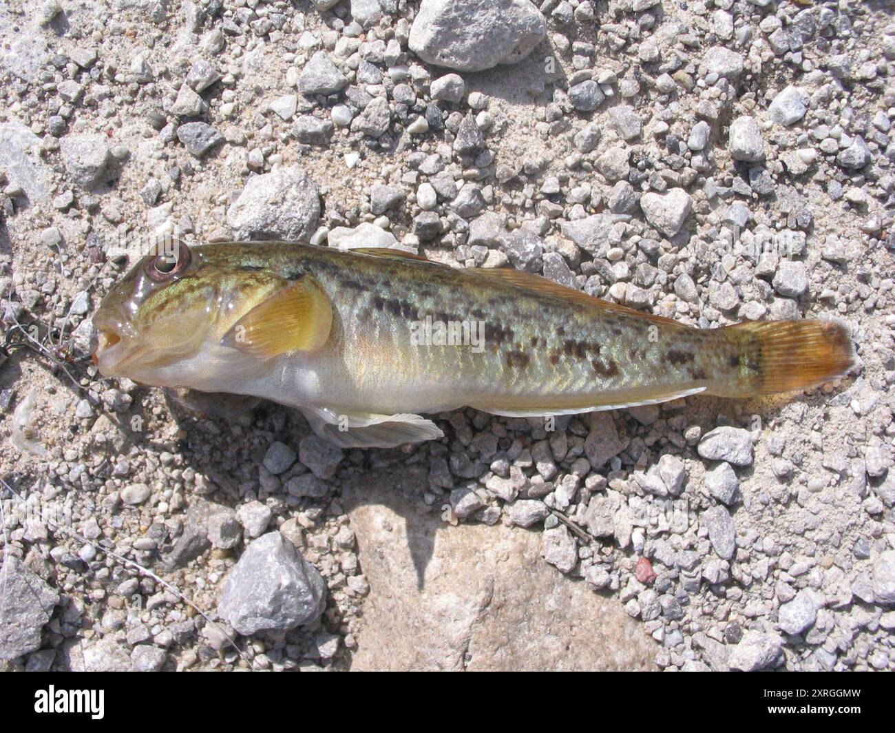 Round Goby (Neogobius melanostomus) Actinopterygii Stock Photo - Alamy