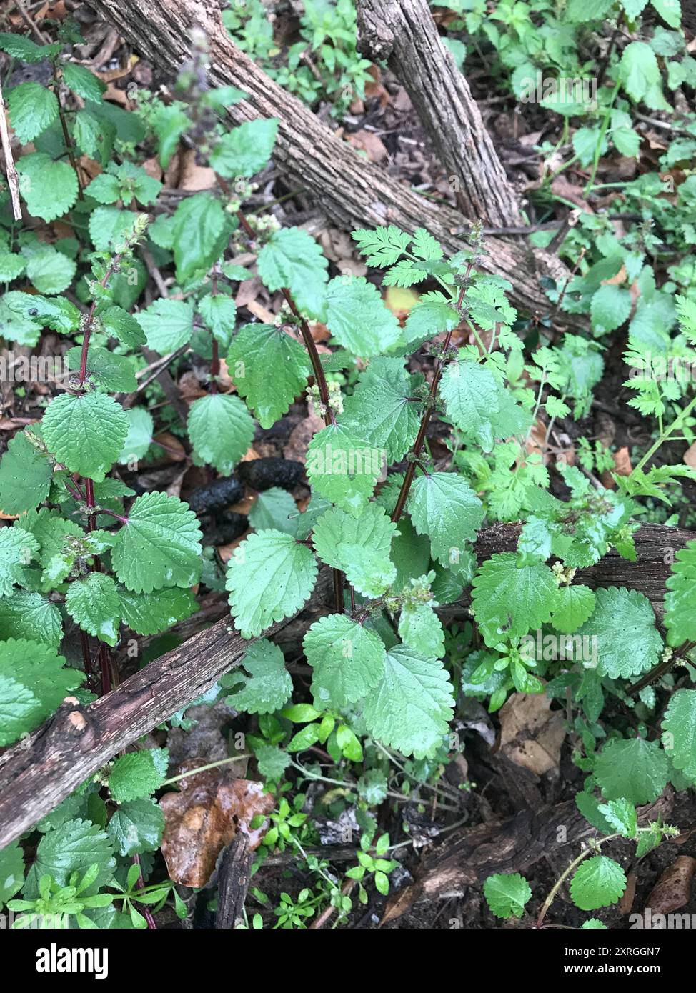 heartleaf nettle (Urtica chamaedryoides) Plantae Stock Photo - Alamy