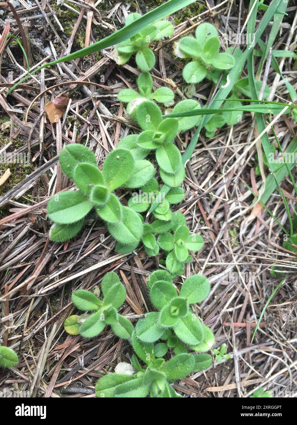 Common mouse-ear chickweed (Cerastium fontanum) Plantae Stock Photo - Alamy