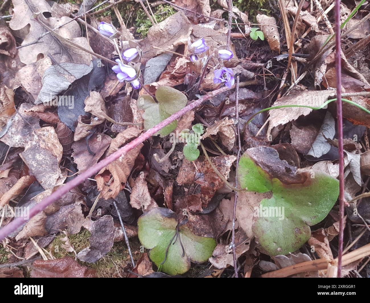 Liverleaf (Hepatica nobilis) Plantae Stock Photo - Alamy