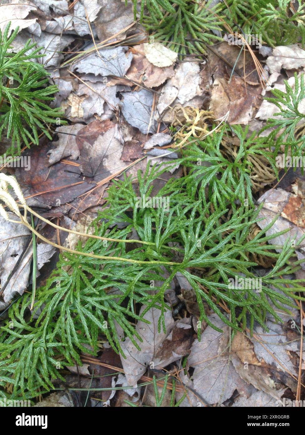 fan clubmoss (Diphasiastrum digitatum) Plantae Stock Photo - Alamy