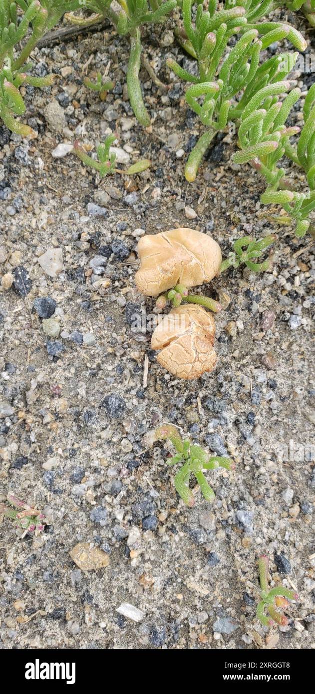 Common Fieldcap (Agrocybe pediades) Fungi Stock Photo - Alamy