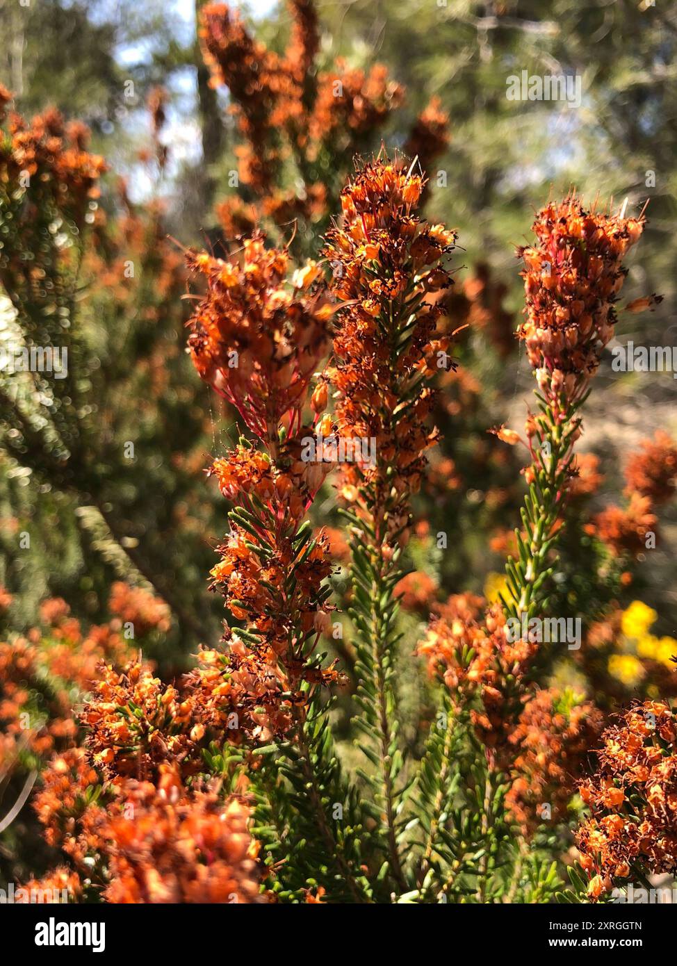 Mediterranean Heath (Erica multiflora) Plantae Stock Photo - Alamy