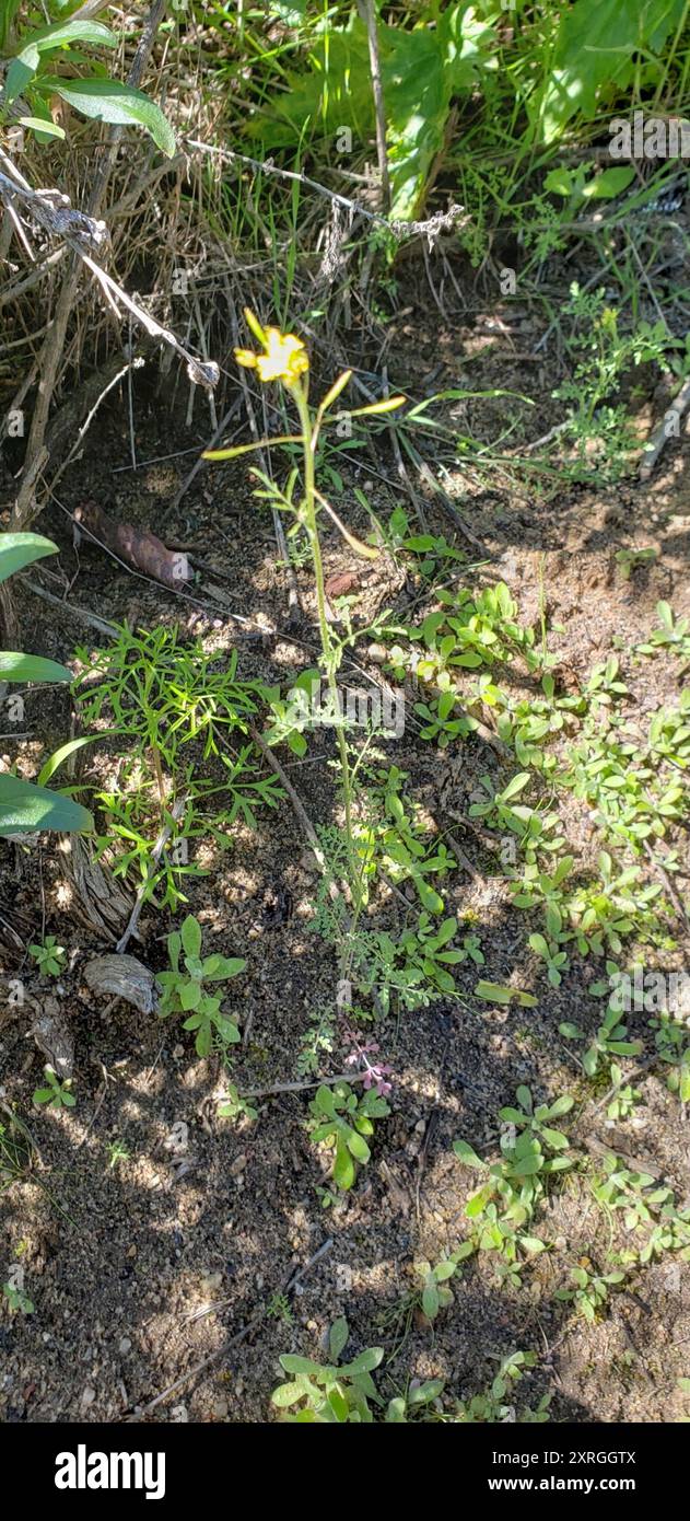 Western Tansymustard (Descurainia pinnata) Plantae Stock Photo - Alamy
