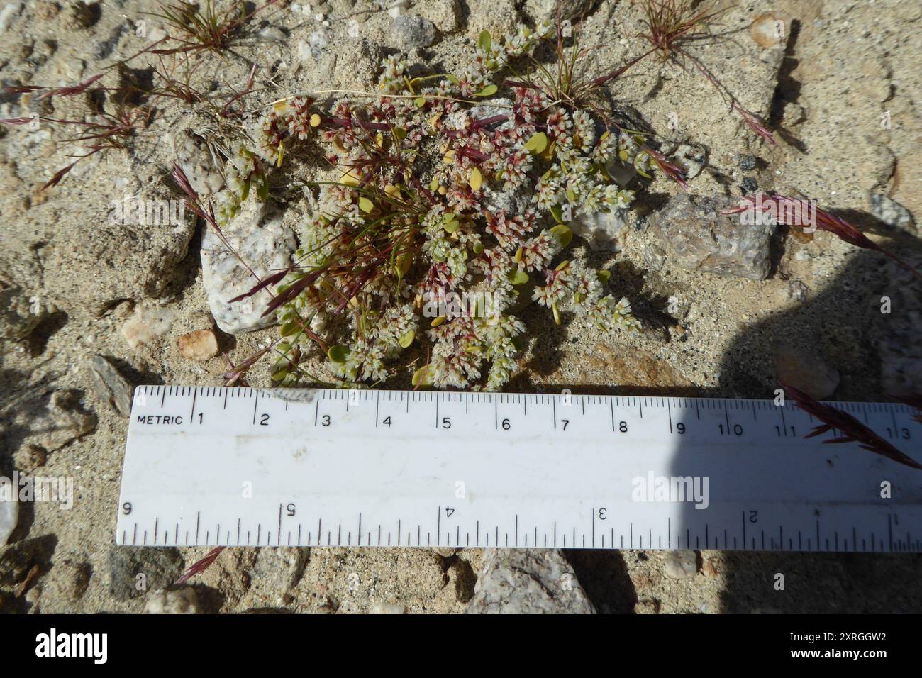 Frost Mat (Achyronychia cooperi) Plantae Stock Photo - Alamy