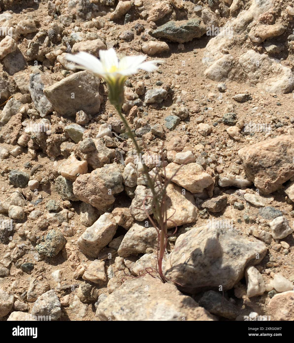 chicories, dandelions, and allies (Cichorioideae) Plantae Stock Photo ...