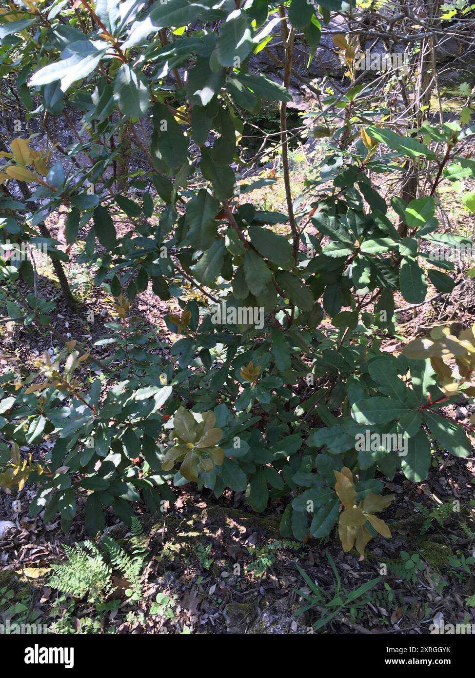 Chinese Photinia (Photinia serratifolia) Plantae Stock Photo - Alamy