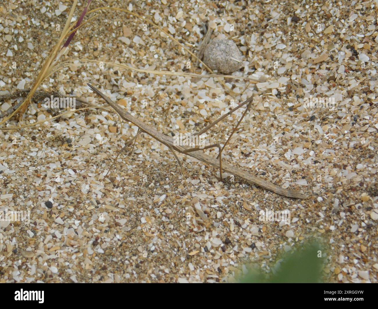 Neotropical Stick Grasshoppers (Proscopiidae) Insecta Stock Photo - Alamy