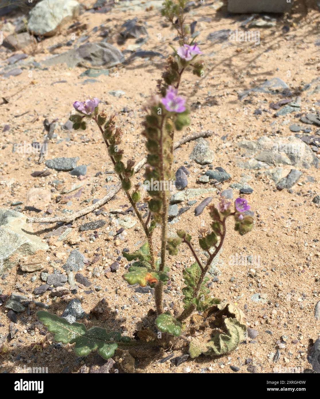 Notch-leaf Scorpionweed (Phacelia crenulata) Plantae Stock Photo - Alamy