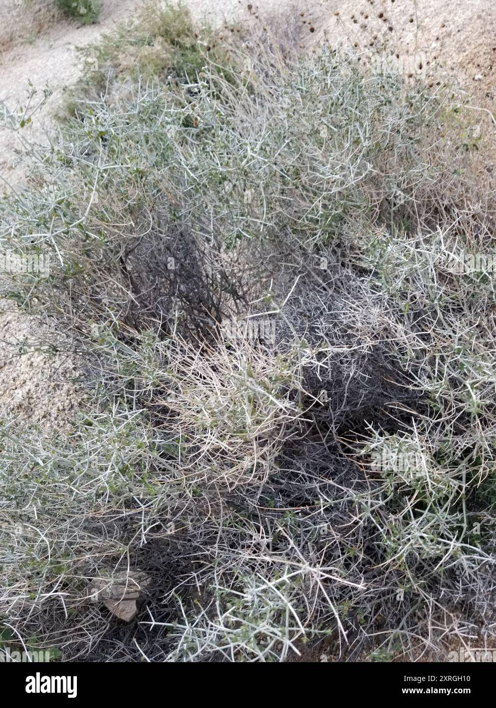 Paperbag Bush (Scutellaria mexicana) Plantae Stock Photo - Alamy