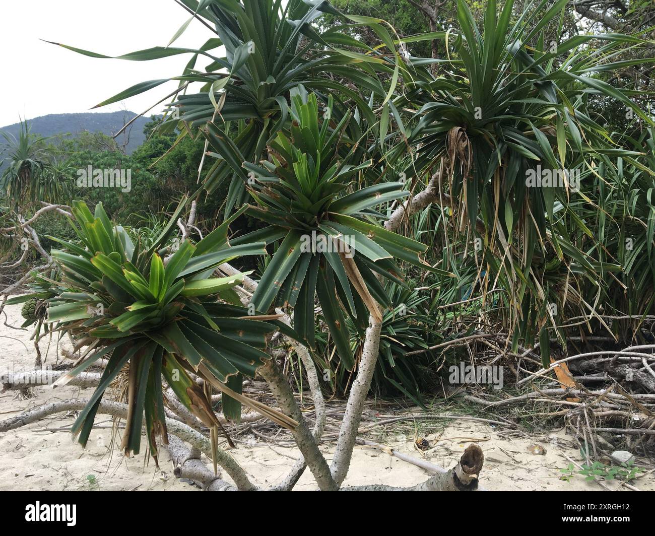 thatch screwpine (Pandanus tectorius) Plantae Stock Photo - Alamy