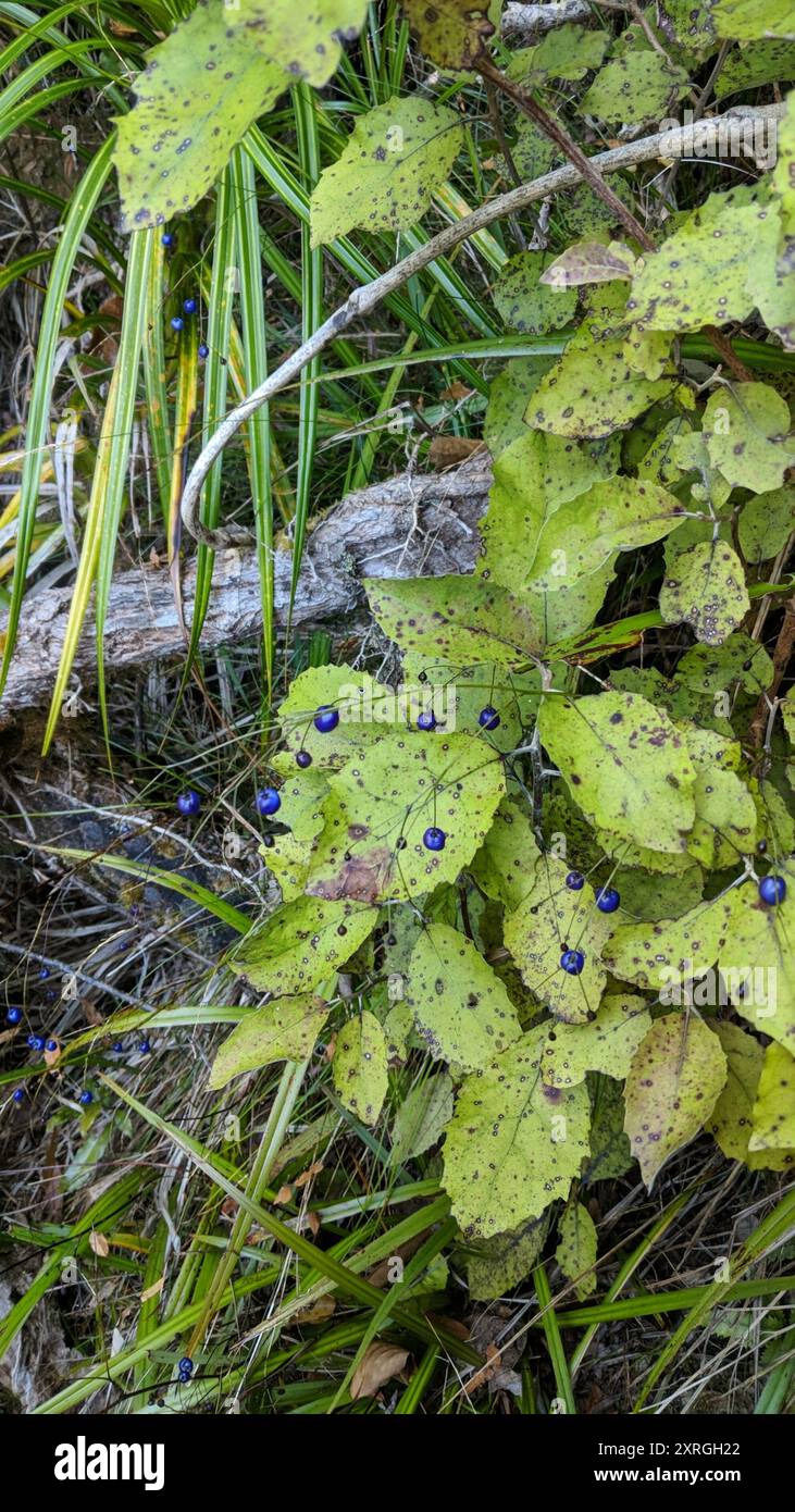 Ink Berry (Dianella nigra) Plantae Stock Photo - Alamy