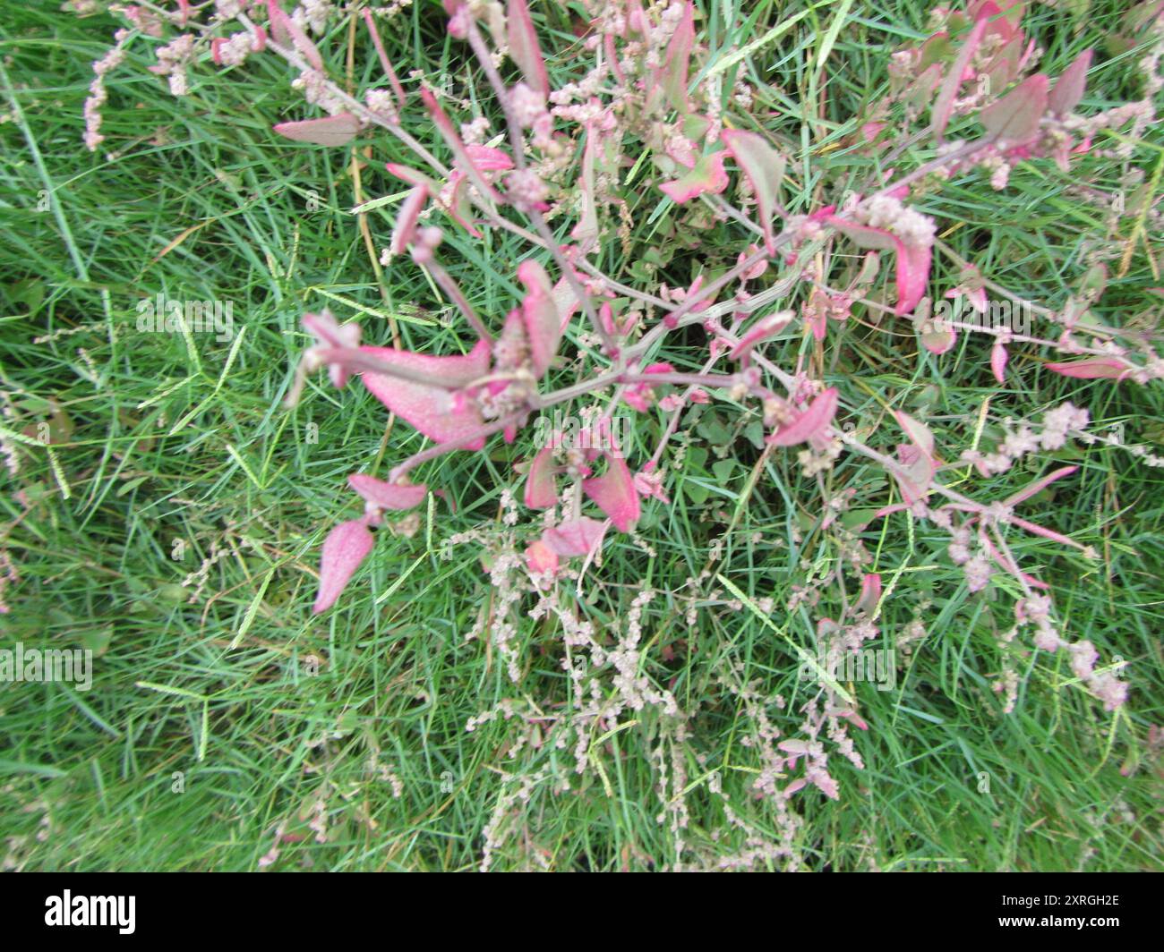 Creeping Saltbush (Atriplex prostrata) Plantae Stock Photo - Alamy