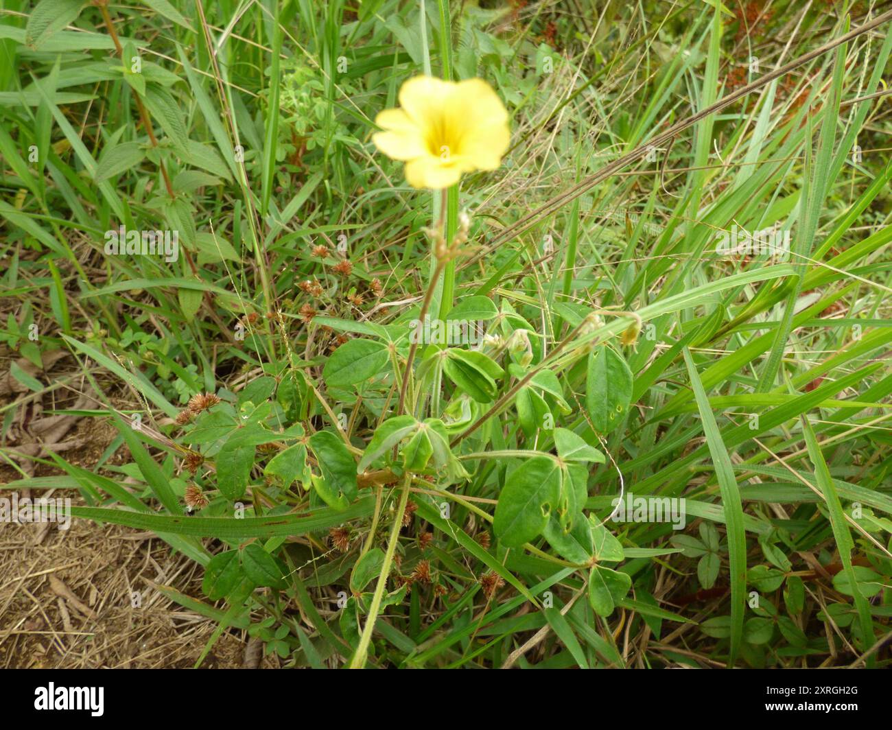 flowering plants (Angiospermae) Plantae Stock Photo - Alamy