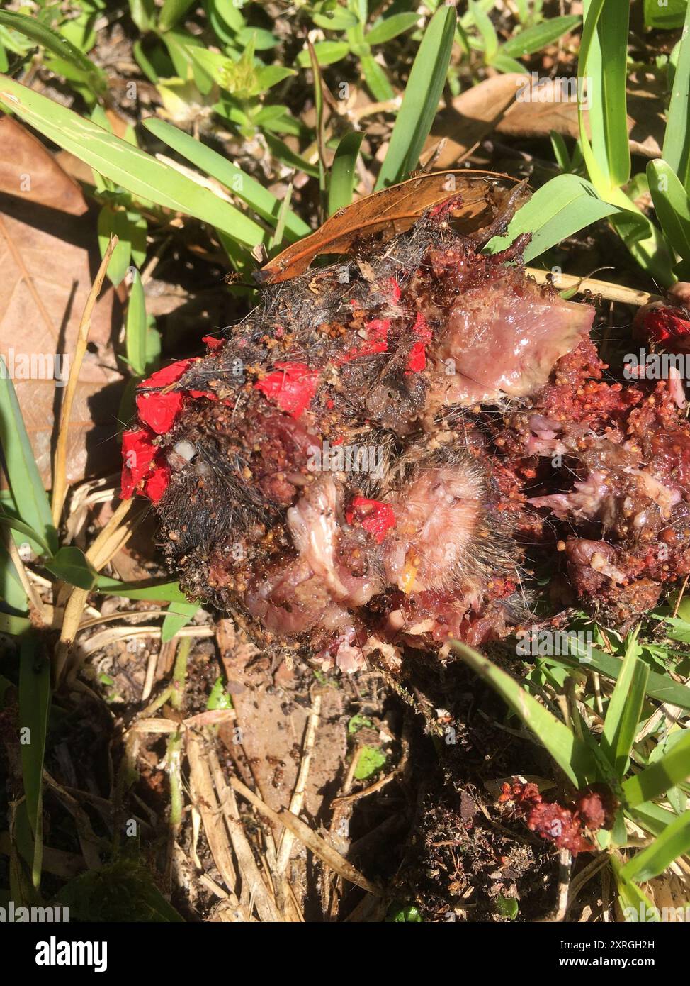 Rodents (Rodentia) Mammalia Stock Photo - Alamy