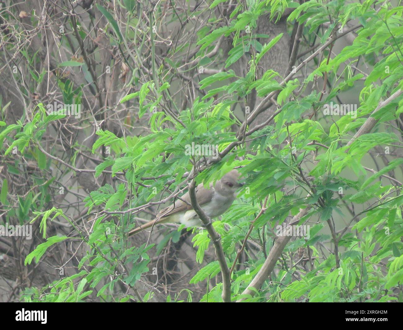 Ash-colored Cuckoo (Coccycua cinerea) Aves Stock Photo - Alamy
