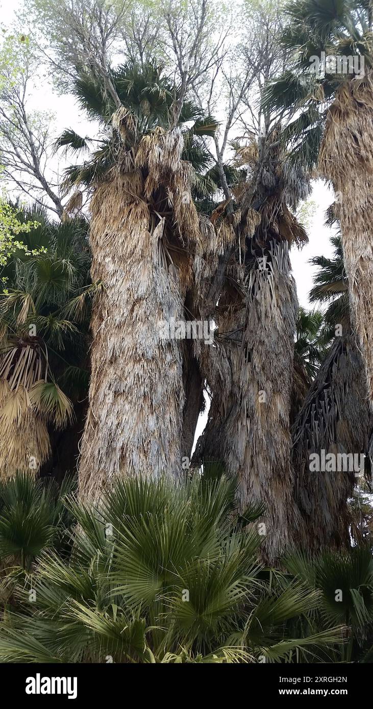 California fan palm (Washingtonia filifera) Plantae Stock Photo - Alamy