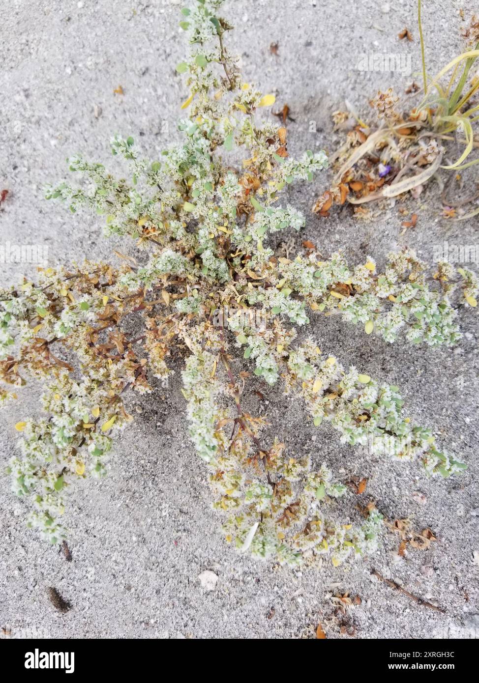 Frost Mat (Achyronychia cooperi) Plantae Stock Photo - Alamy