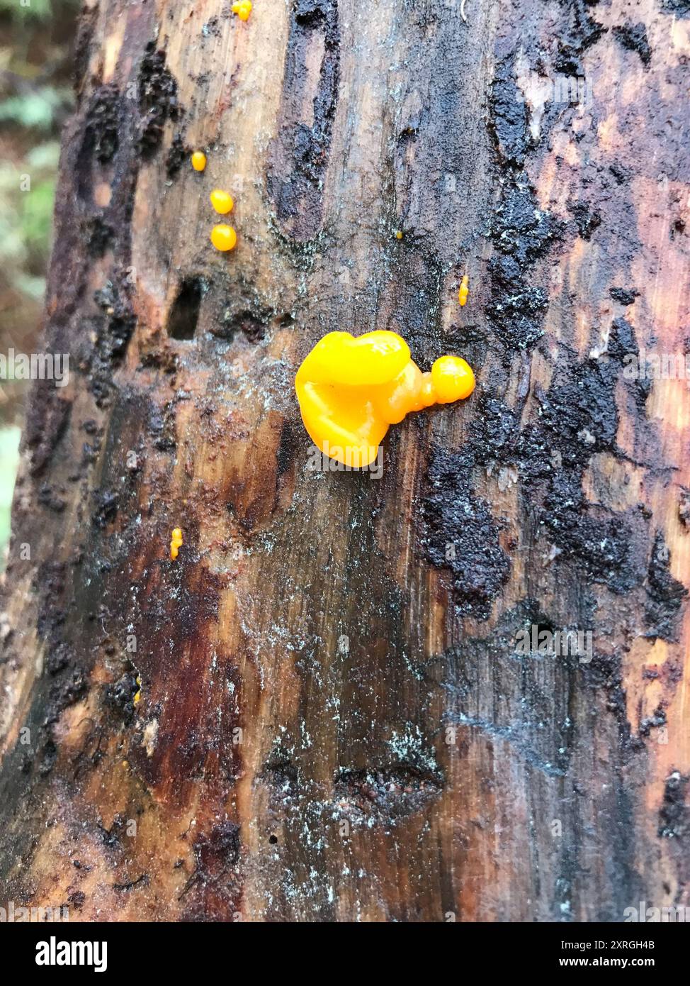 witch's butter (Tremella mesenterica) Fungi Stock Photo - Alamy