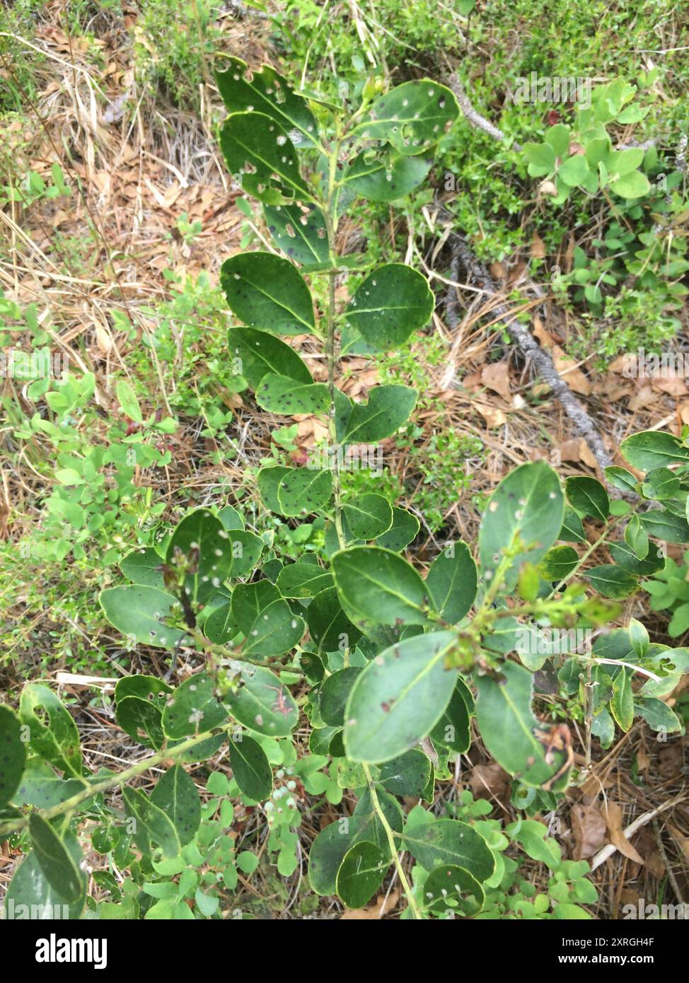 gallberry (Ilex glabra) Plantae Stock Photo - Alamy