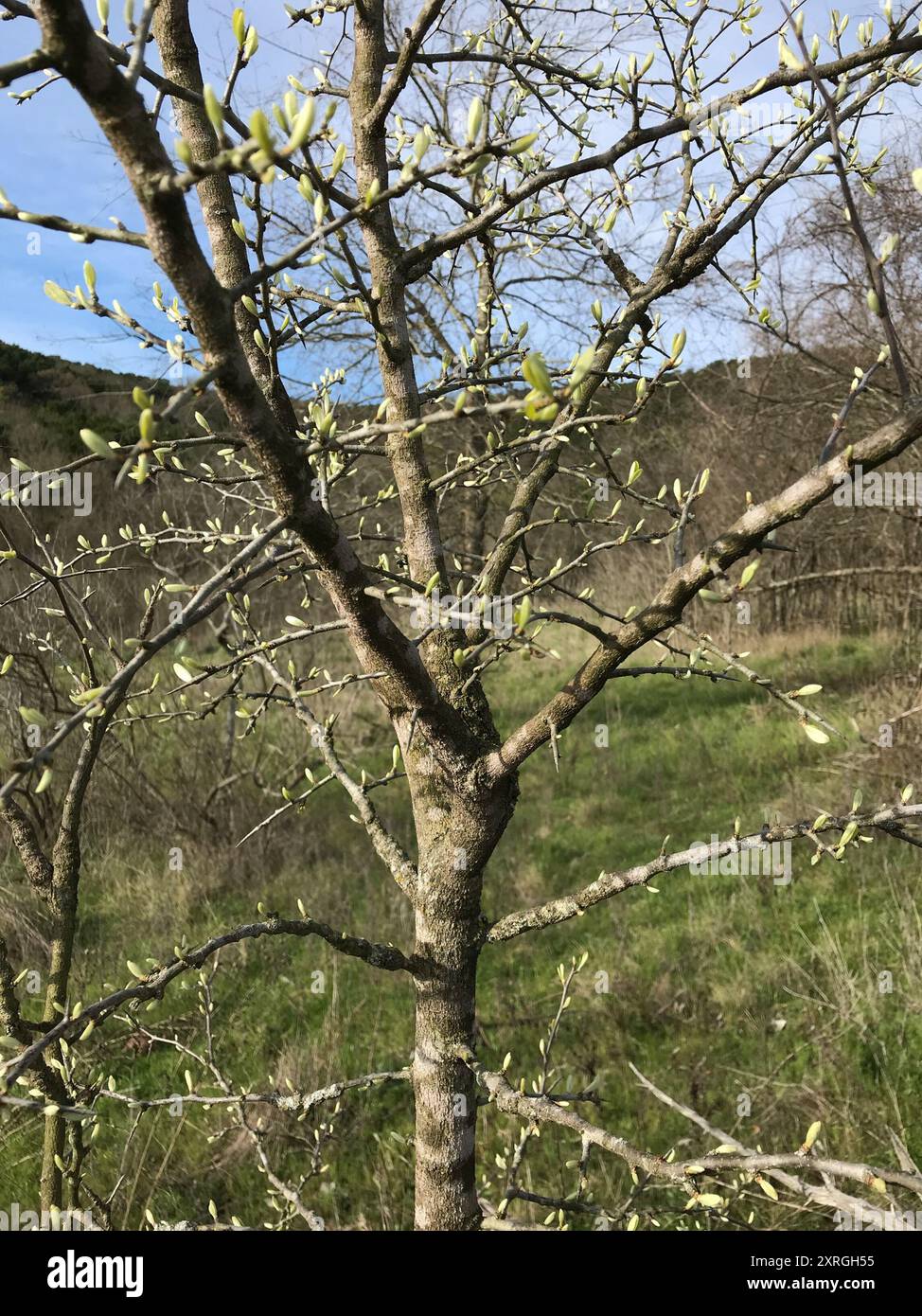 Gum bumelia (Sideroxylon lanuginosum) Plantae Stock Photo - Alamy