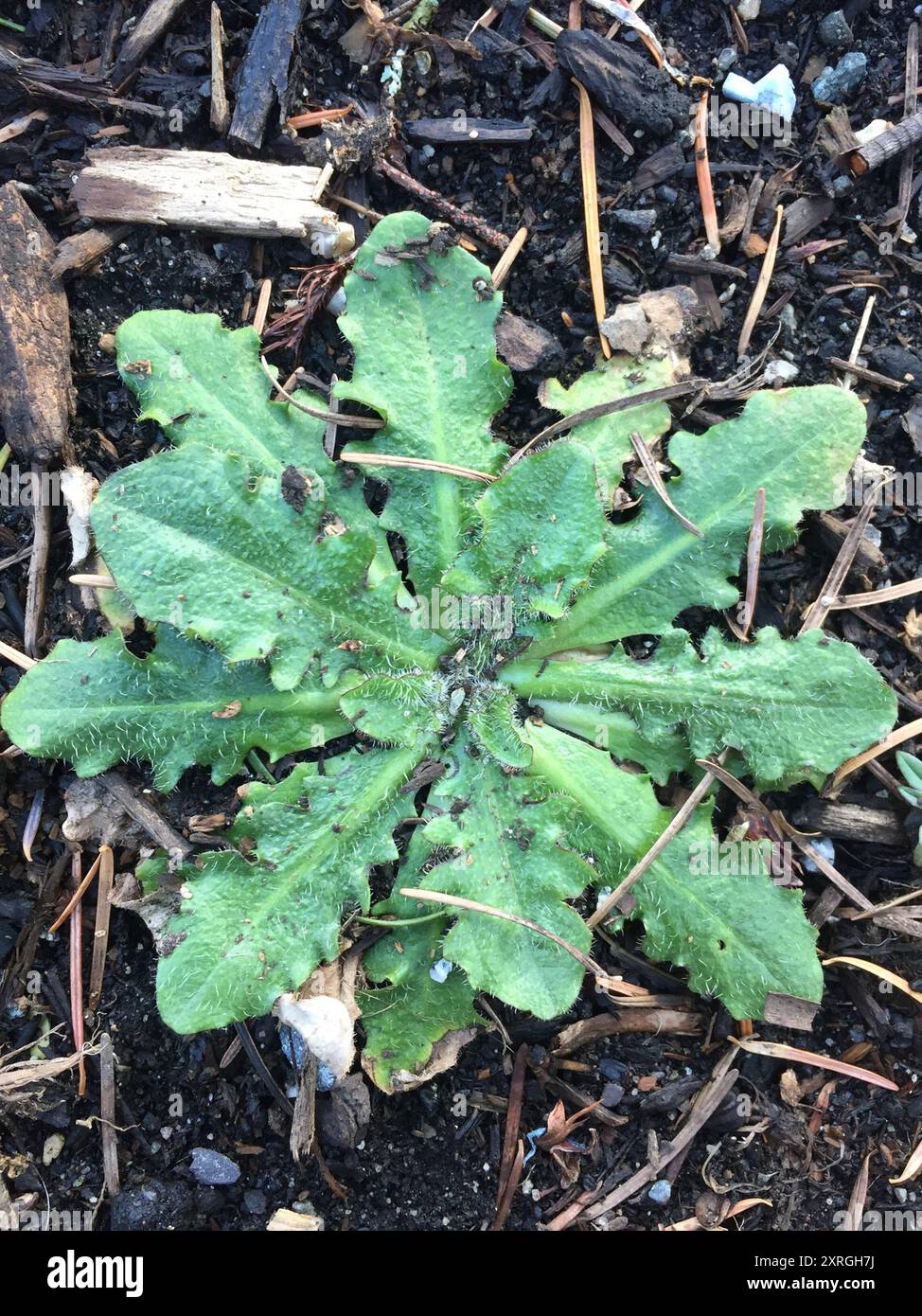 Common Cat's-ear (Hypochaeris radicata) Plantae Stock Photo - Alamy