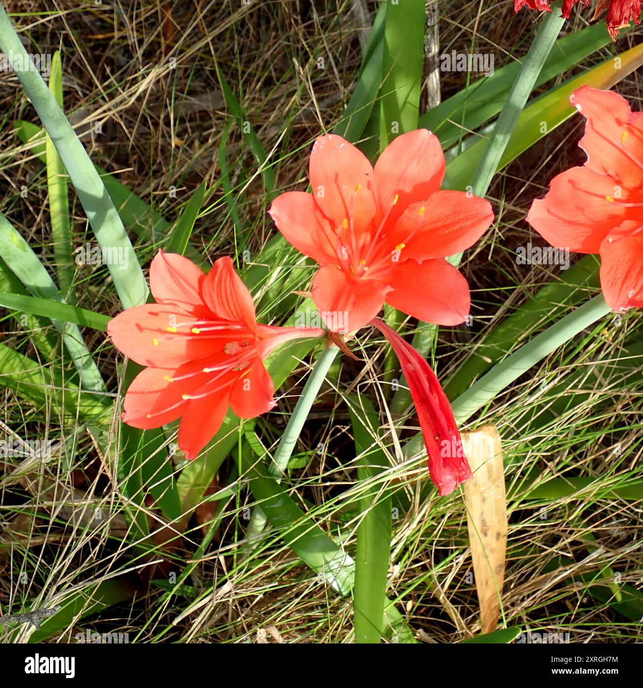 Scarborough lily (Cyrtanthus elatus) Plantae Stock Photo - Alamy