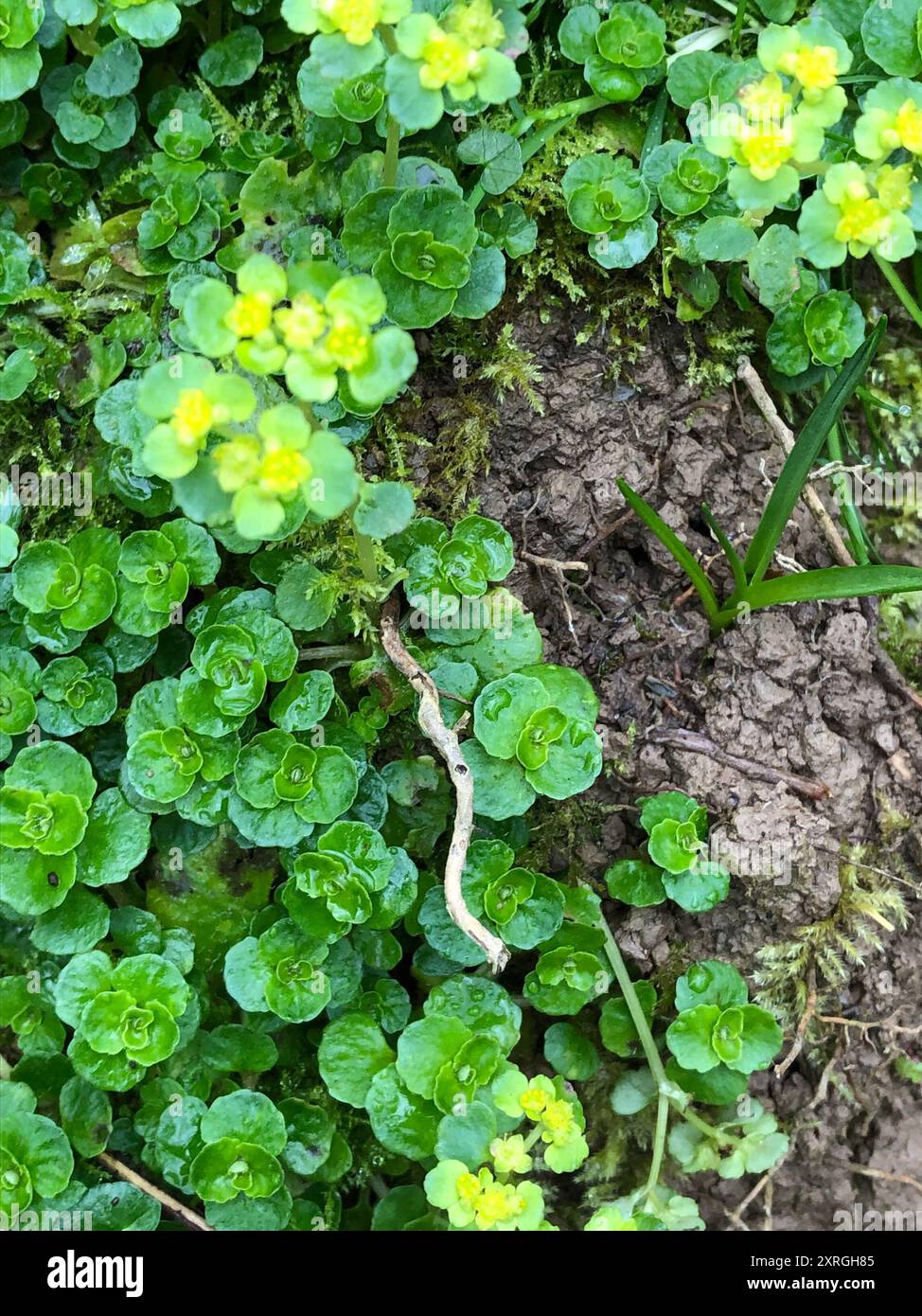 Opposite-leaved Golden-saxifrage (Chrysosplenium oppositifolium ...