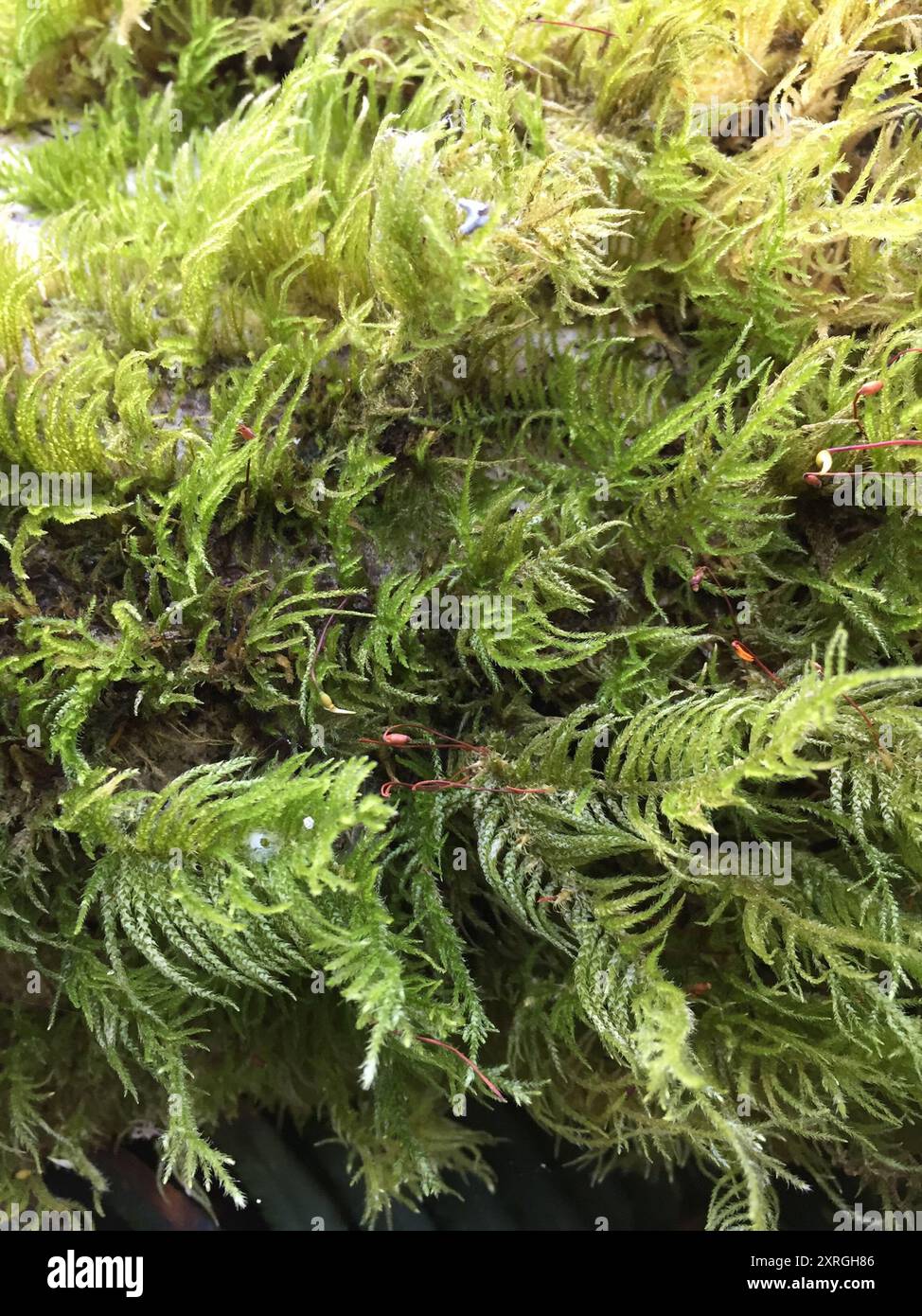 Common Feather-moss (Kindbergia praelonga) Plantae Stock Photo - Alamy